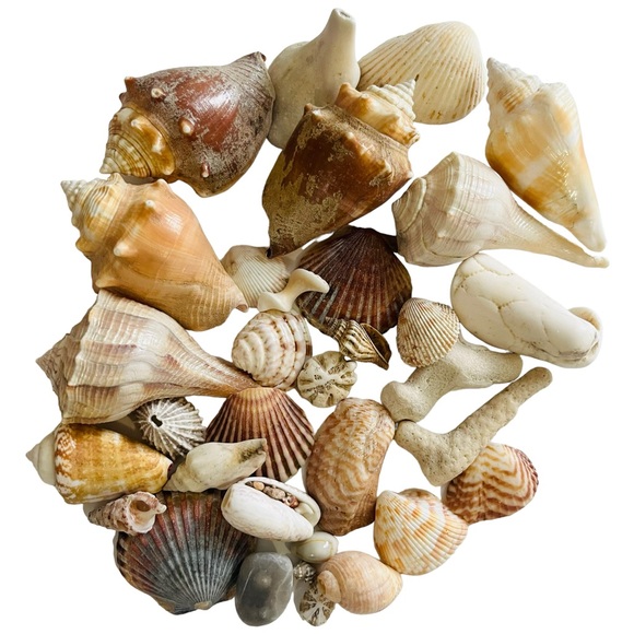 Accents | Vintage Ocean Sea Shells Coastal Exotic Beach Decor Mixed Lot ...